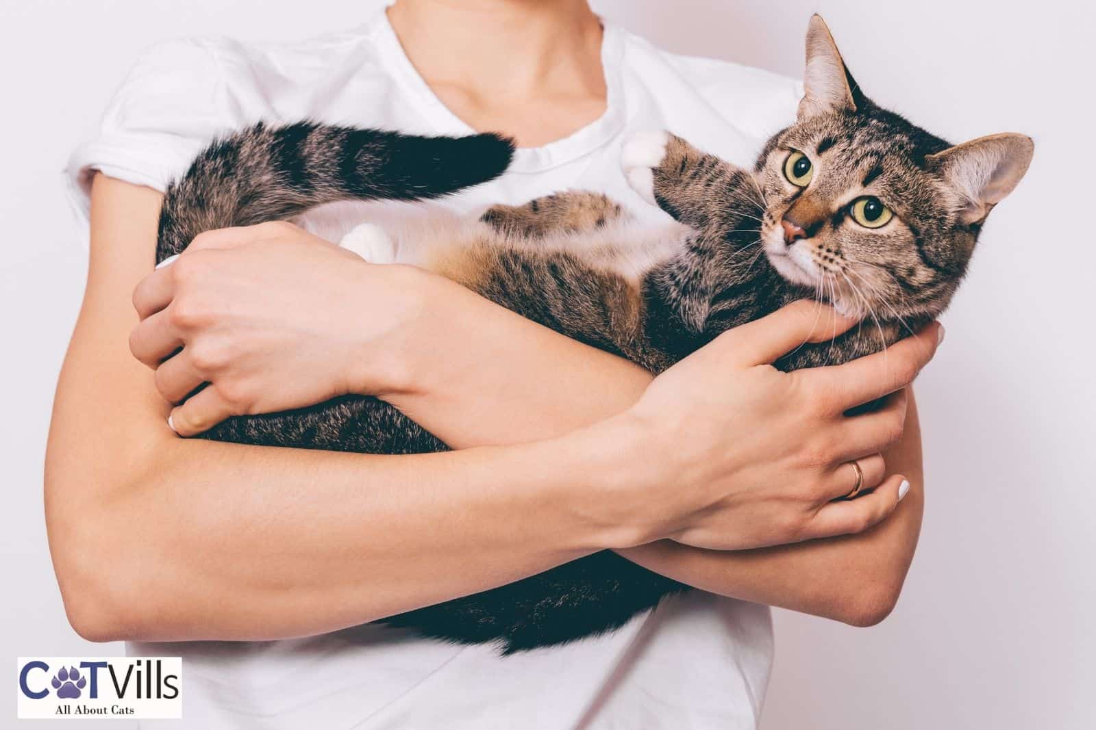 How To Hold A Cat? Teach Cat To Like Being Held