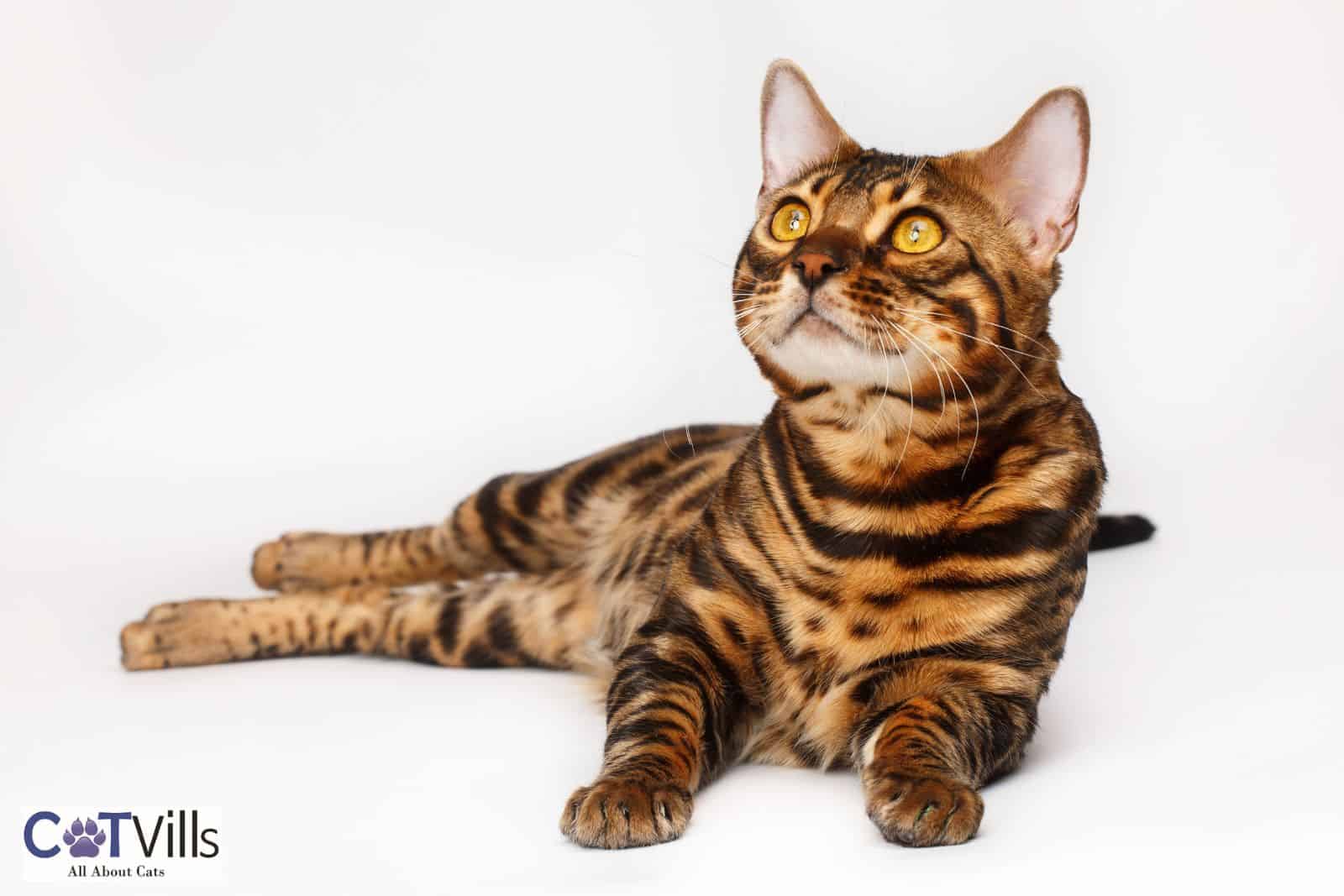 11 Striped Cat Breeds That You'll Instantly Fall For