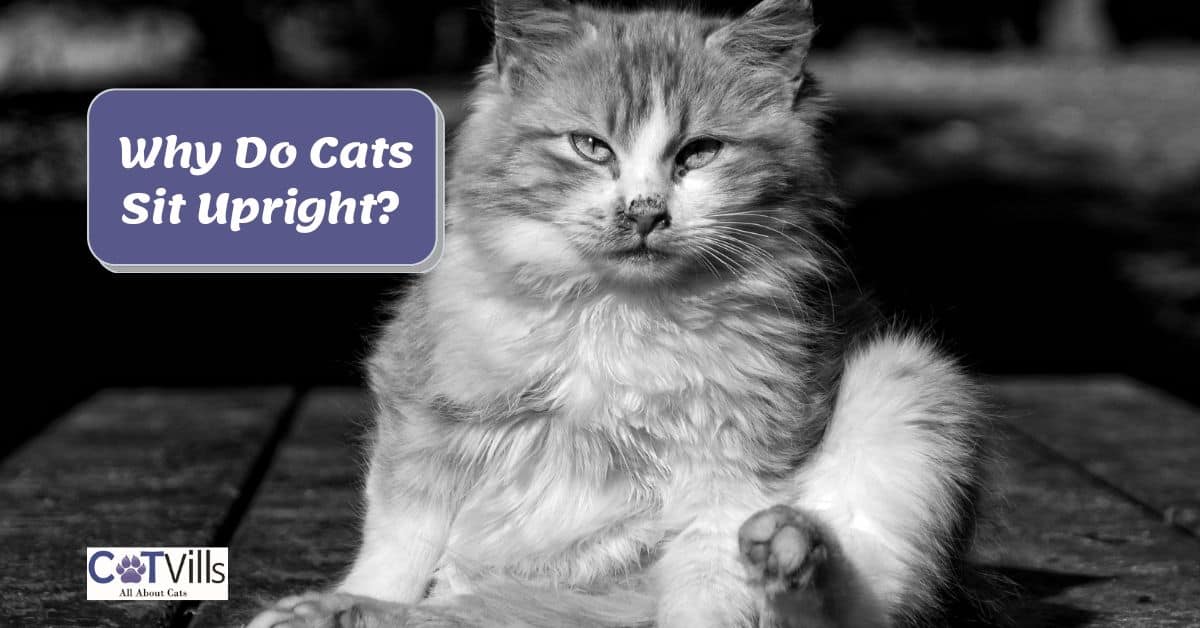 Why Is My Cat Sitting Like a Human? 10 Most Common Reasons