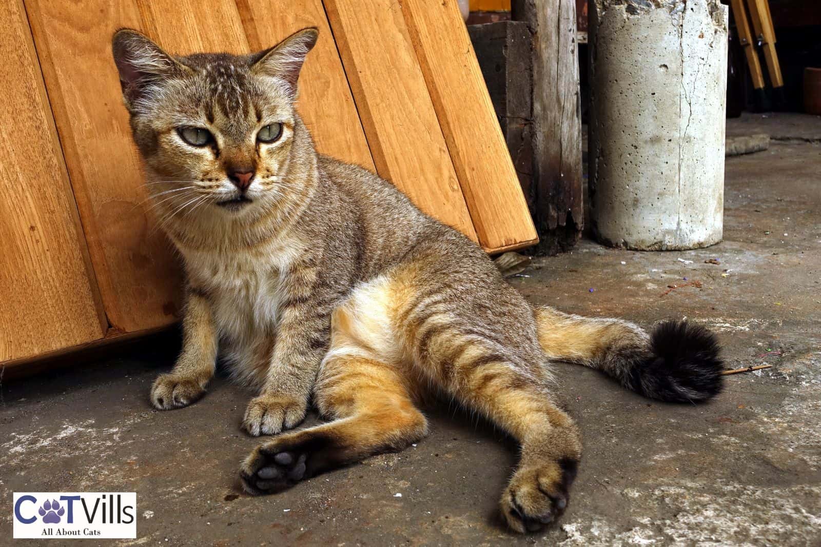 Why Is My Cat Sitting Like a Human? 10 Most Common Reasons
