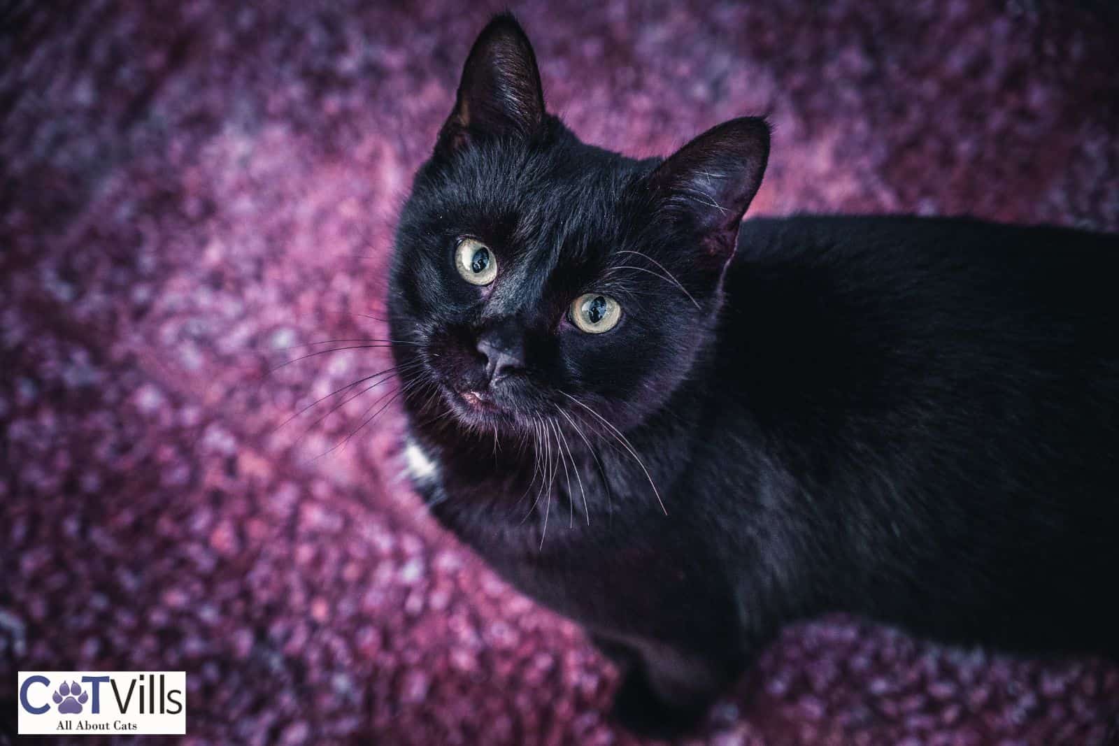 Top Witchy Cat Names for Your Feline Familiar