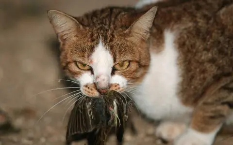 Why Do Cats Bring You Dead Animals? 7 Most Common Reasons