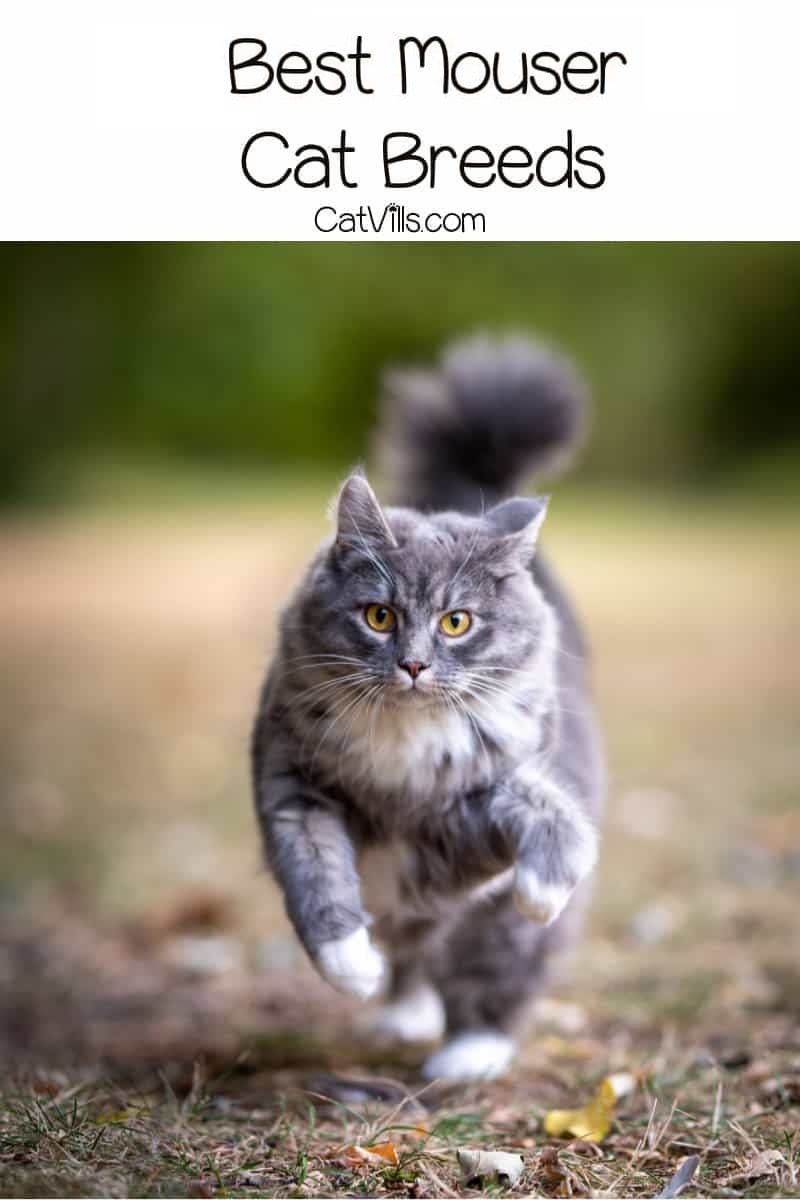 10 Mouser Cat Breeds That Are Just Incredible Hunters