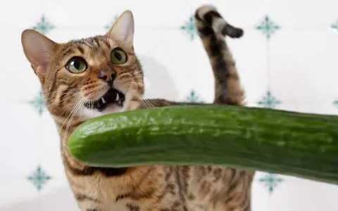 Why Are Cats Afraid of Cucumbers? Discovering the Truth