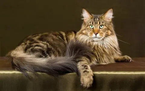 Guard Cats: Breeds That Will Keep Your Home Safe