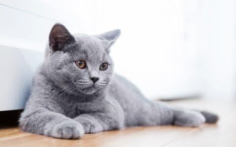 15 Gorgeous Grey Cat Breeds That Will Steal Your Heart