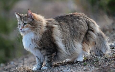 Norwegian Forest Cat: A Regal Companion with a Rich Heritage