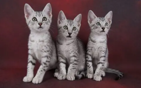 Egyptian Mau Cat Breed: Everything You Need To know