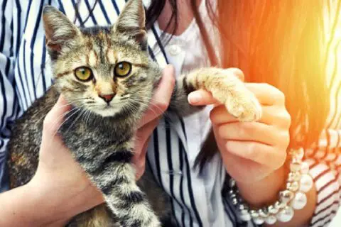 #1 Resource For Cat Behavior