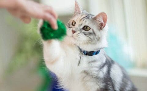 How to Train a Cat Effectively: A Step-by-Step Guide