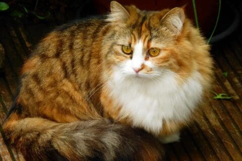 10 Unique Cat Breeds You Should Know About