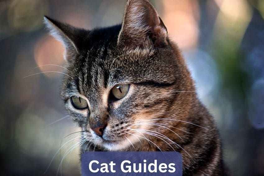 #1 Resource For Cat Guides