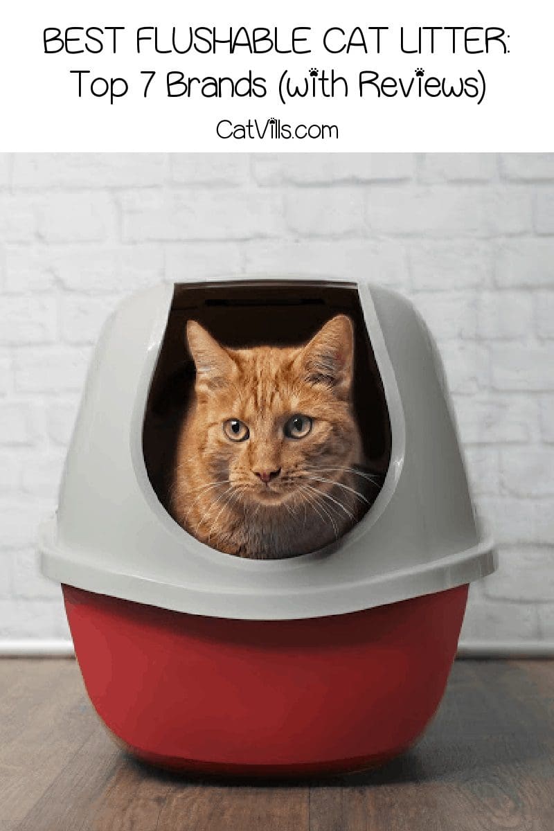 7 Best Flushable Cat Litter: Top Picks for Easy Cleanup