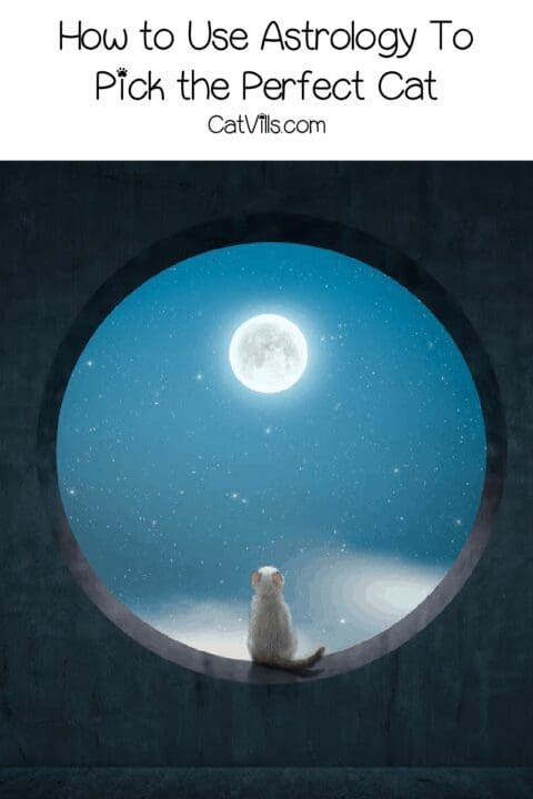 How to Use Astrology To Pick the Perfect Cat