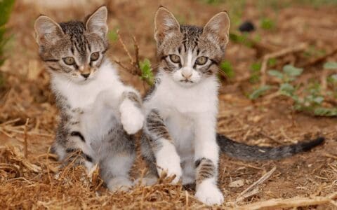 225 Brother and Sister Cat Names for Feline Siblings