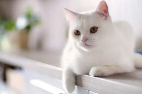 How to Rehome A Cat: Important Things To Consider